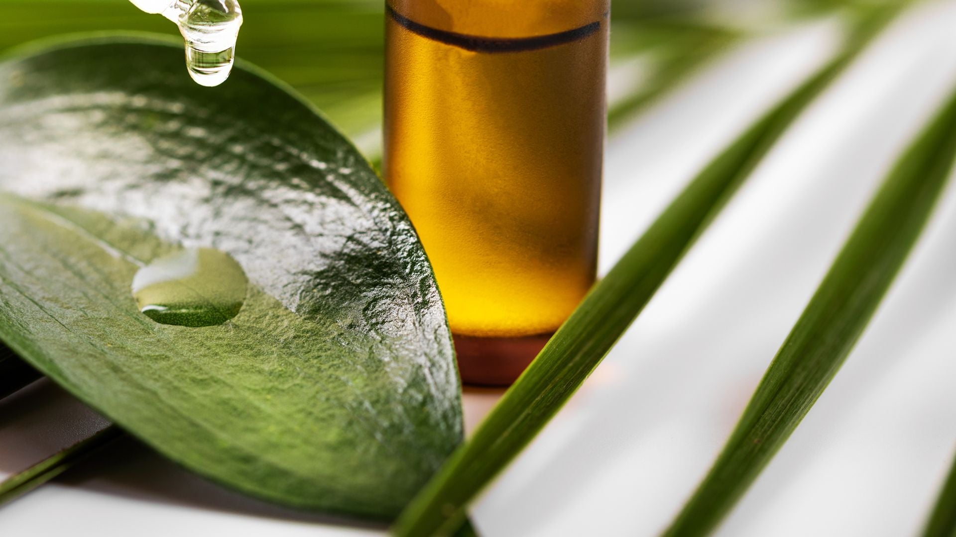 Cinnamon Leaf Essential Oil: The Festive Scent of India – Vann Essentials